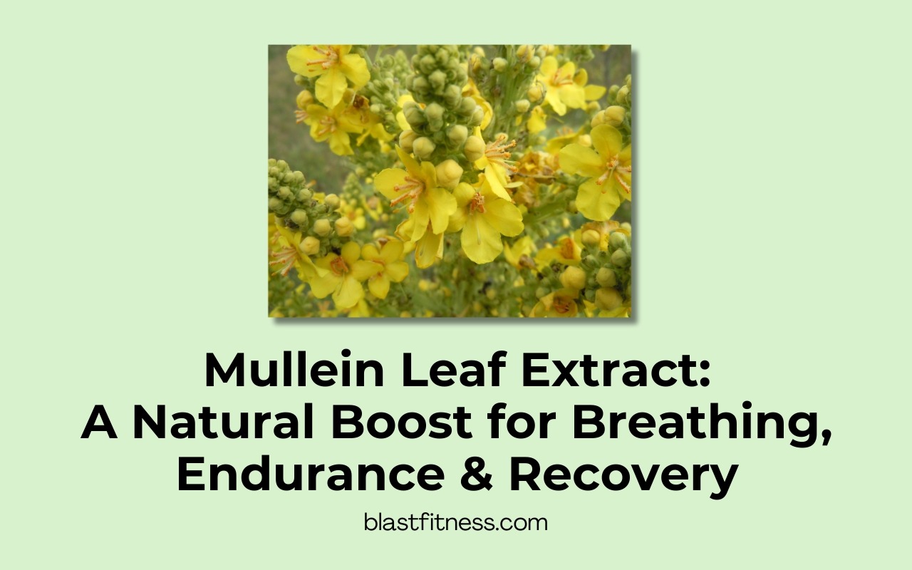 Mullein Leaf Extract: A Natural Boost for Breathing, Endurance & Recovery